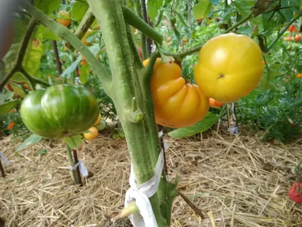Big Yellow Zebra - Jardins de Tomates