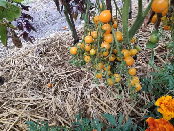 Cerise Jaune de Patagonie - Jardins de Tomates
