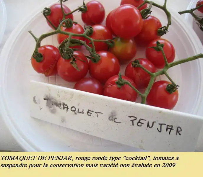 Tomaquet de Penjar - Jardins de Tomates